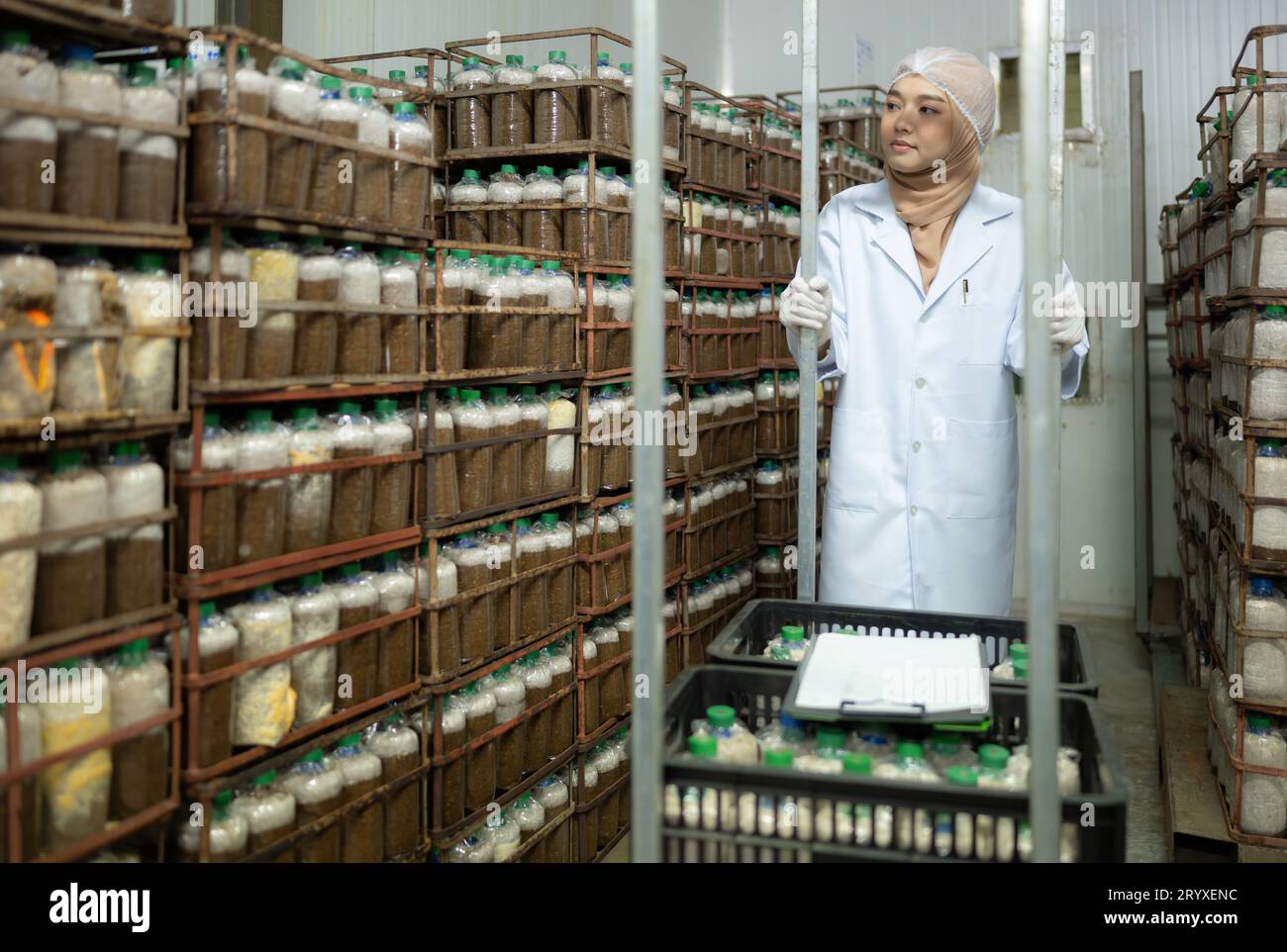 Young asian muslim female scientist doing research at a mushroom ...