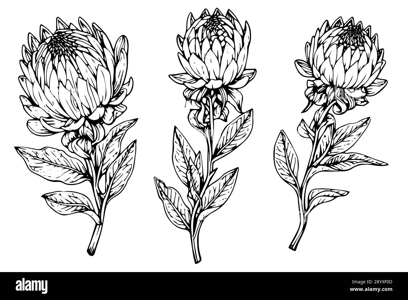 Elegant protea flower hand drawn ink sketch. Engraving style vector ...