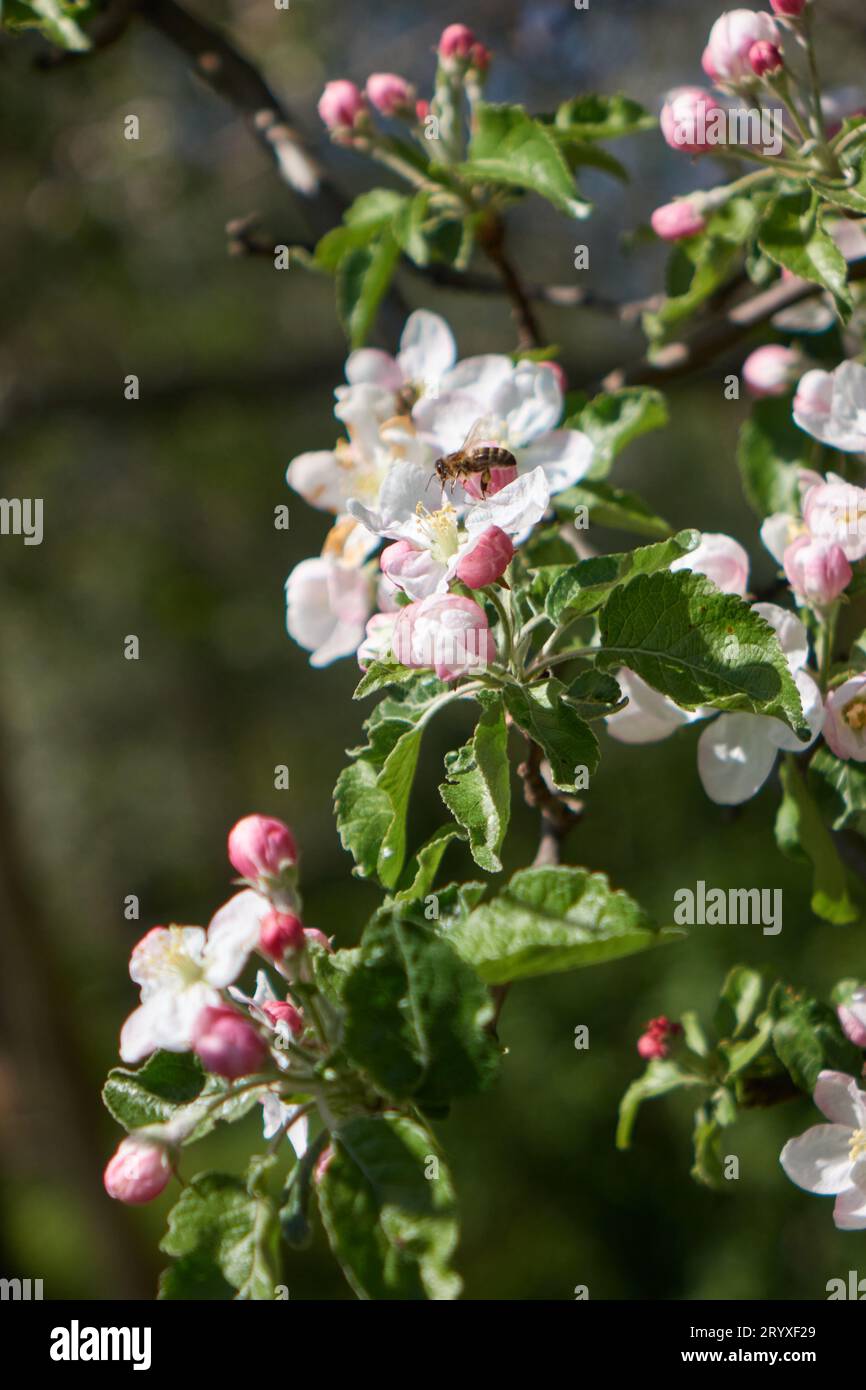 Honey bee collecting pollen from flowers on apple tree Stock Photo - Alamy