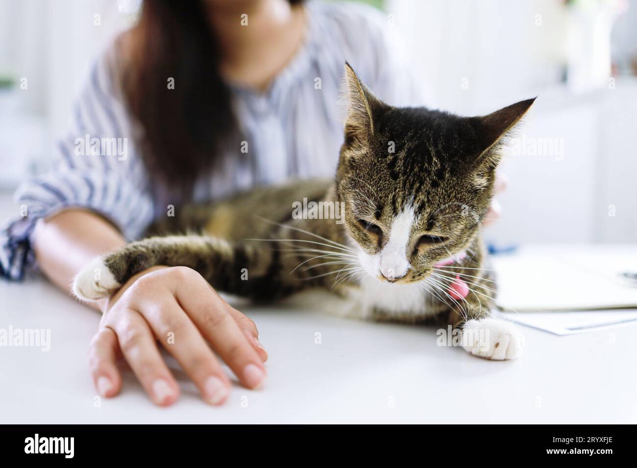 Business woman working from home with cat Stock Photo - Alamy