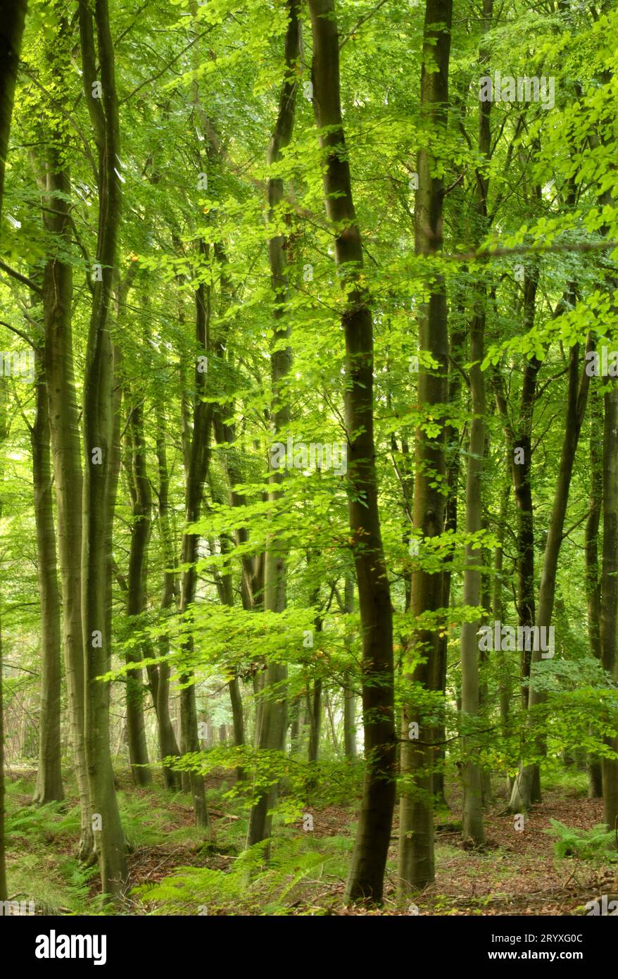 woodland and trees Stock Photo - Alamy