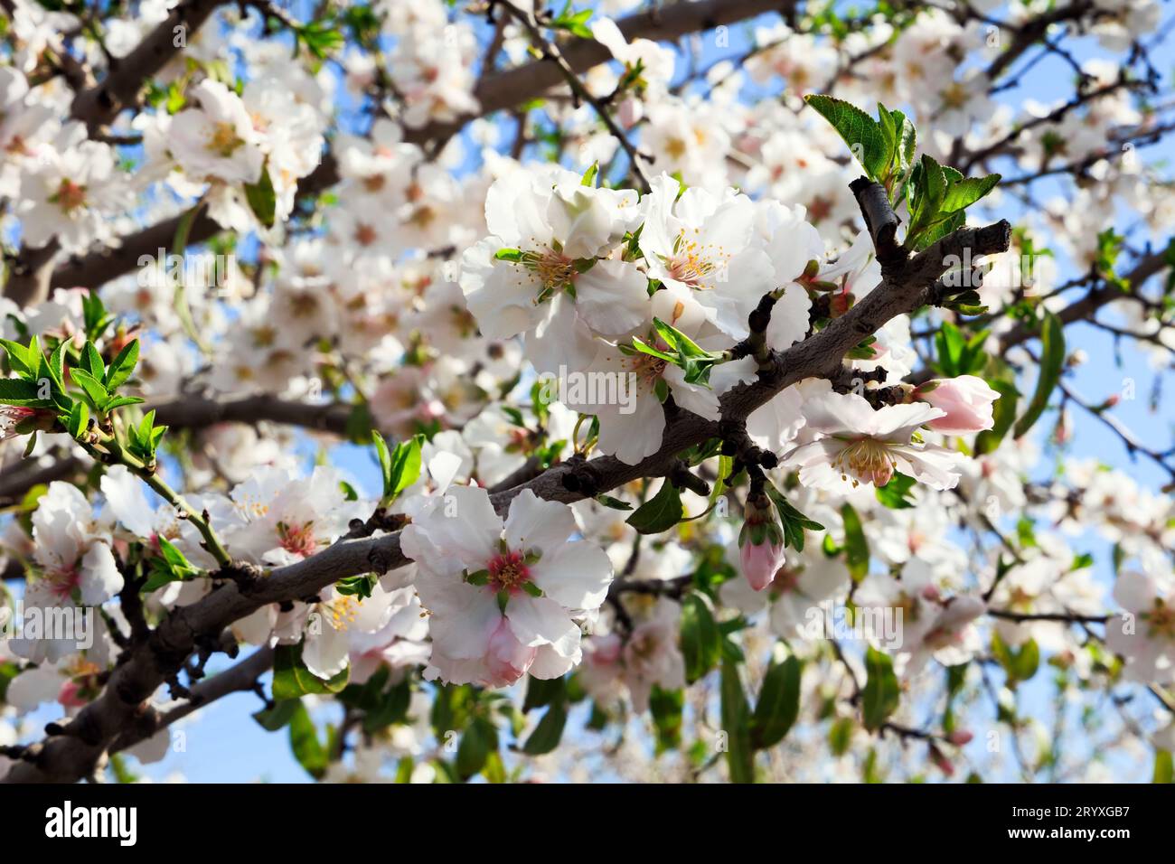 Almond trees hi-res stock photography and images - Alamy
