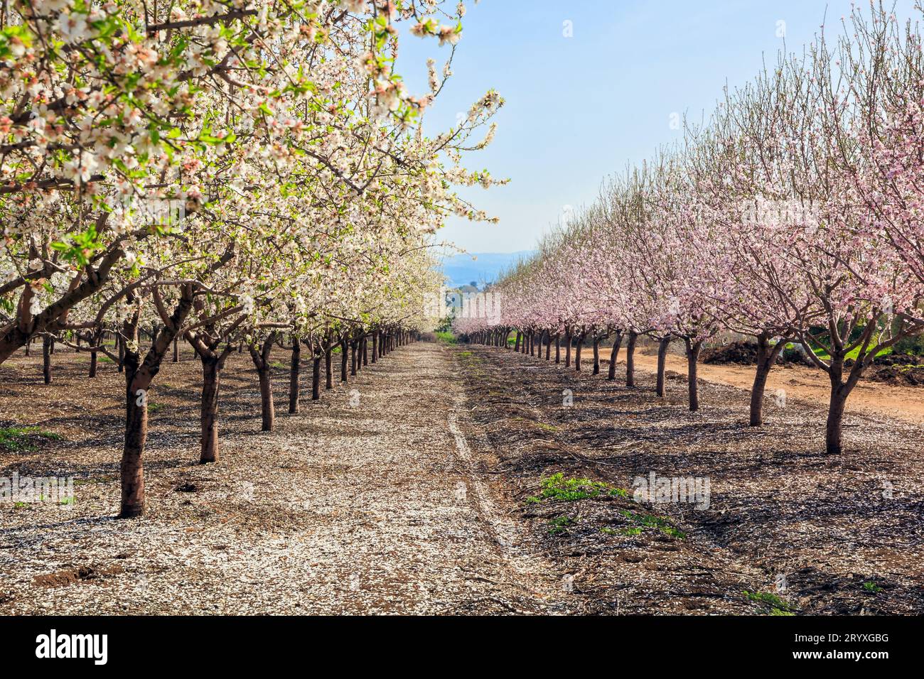 Flowery almond trees hi-res stock photography and images - Alamy