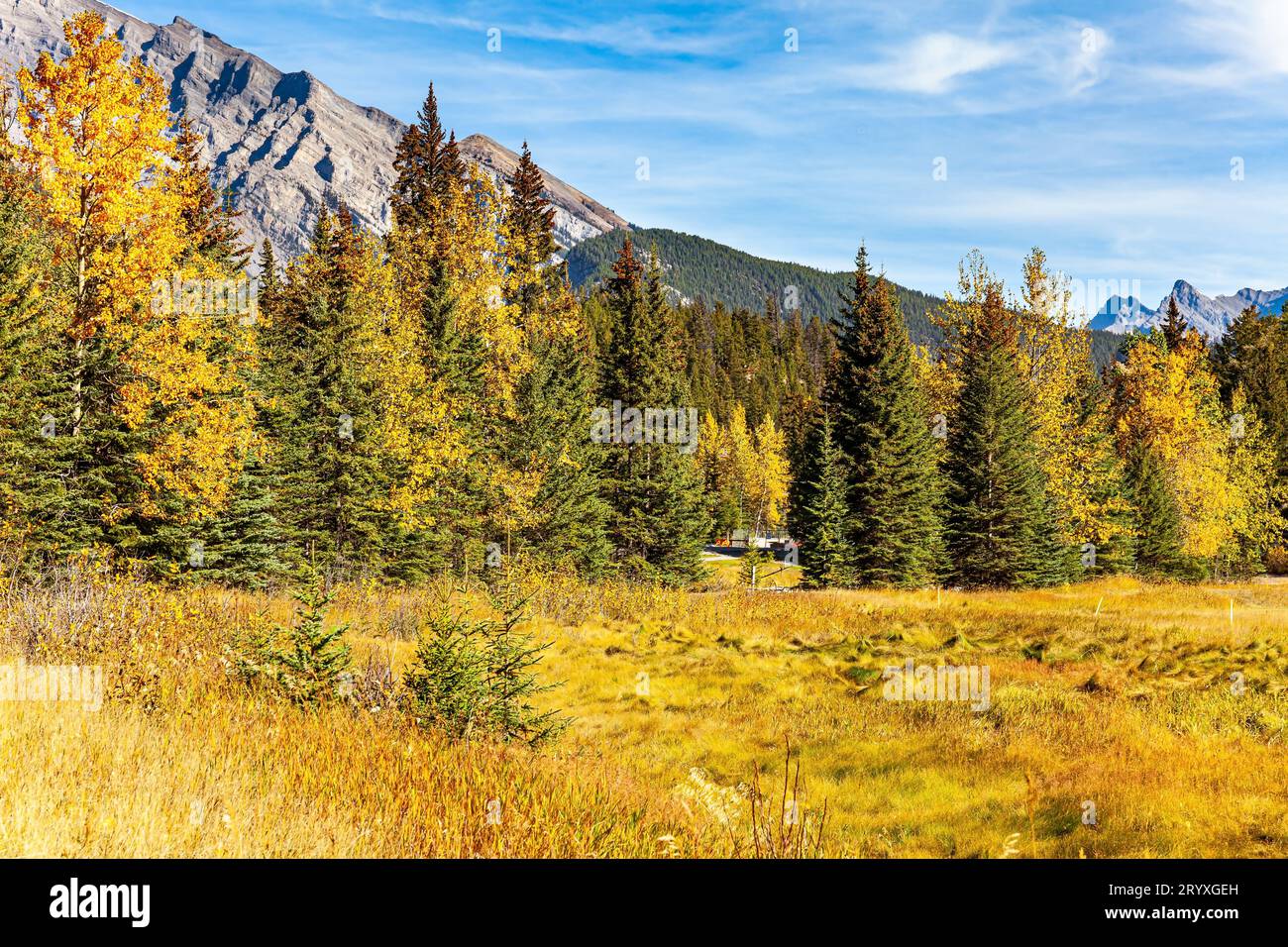 Canadian coniferous forest hi-res stock photography and images - Alamy