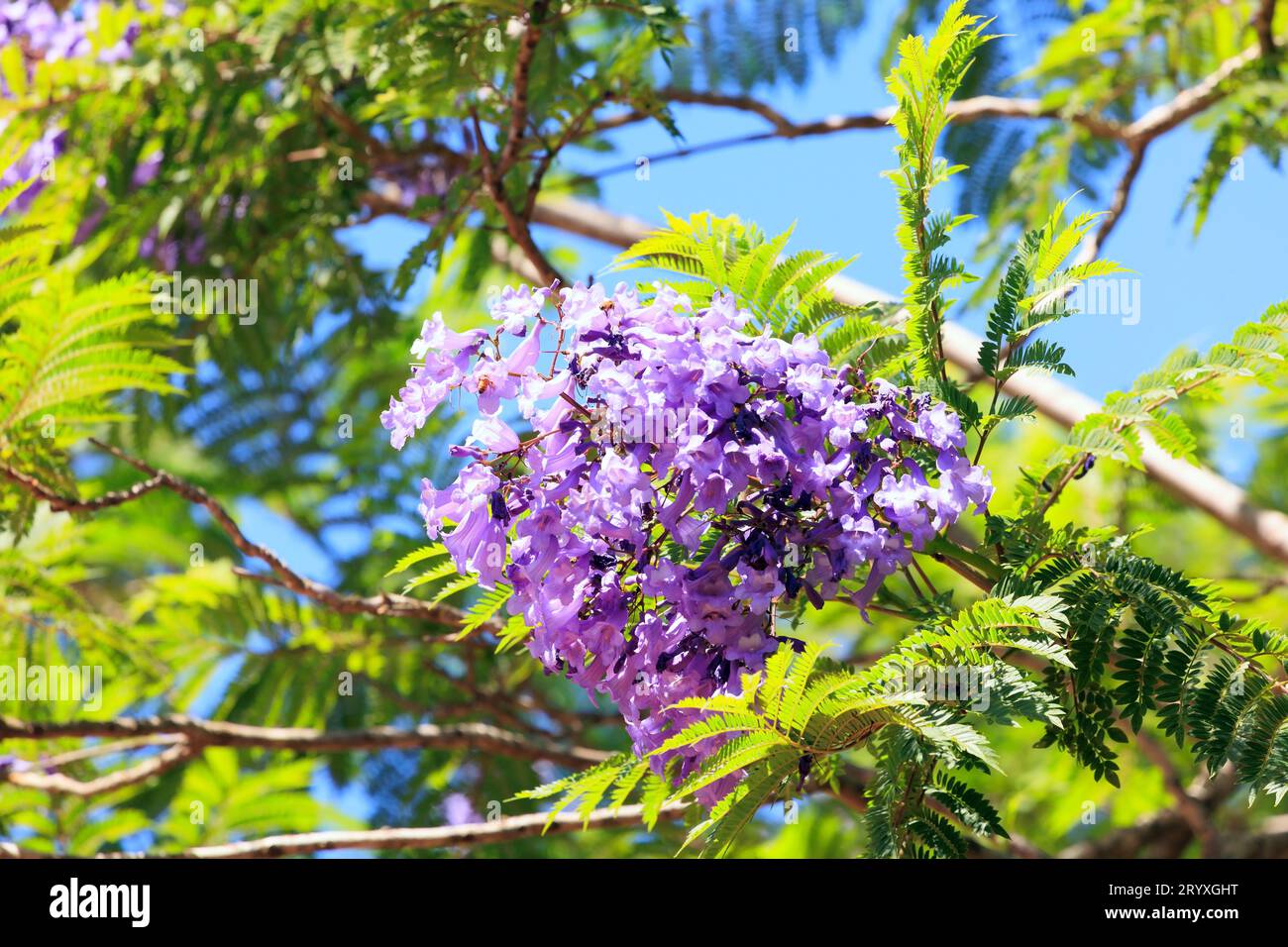Jacaranda leaves hi-res stock photography and images - Alamy