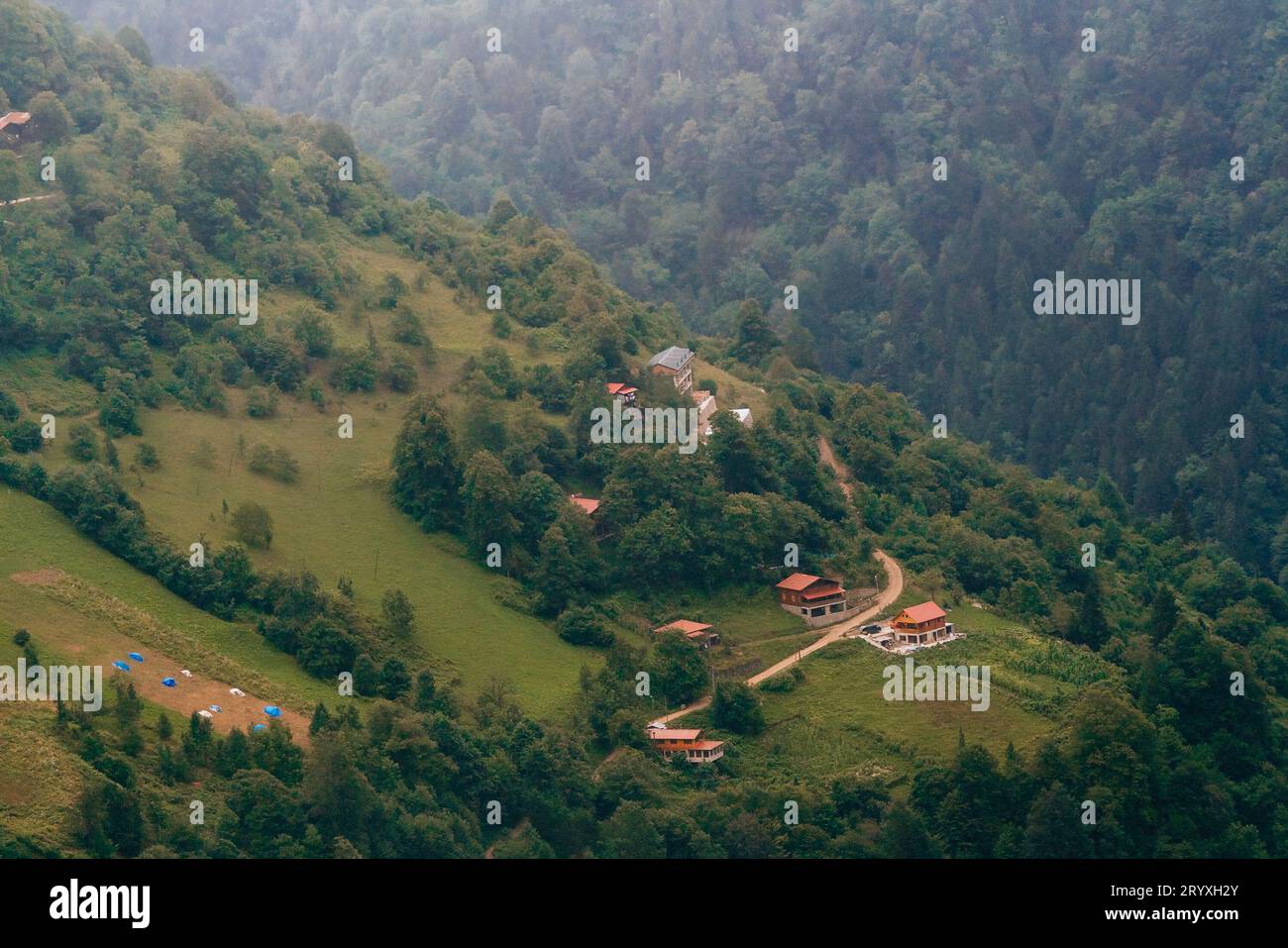 Evergreen conifers and Yayla houses on a forested mountain slope in a ...
