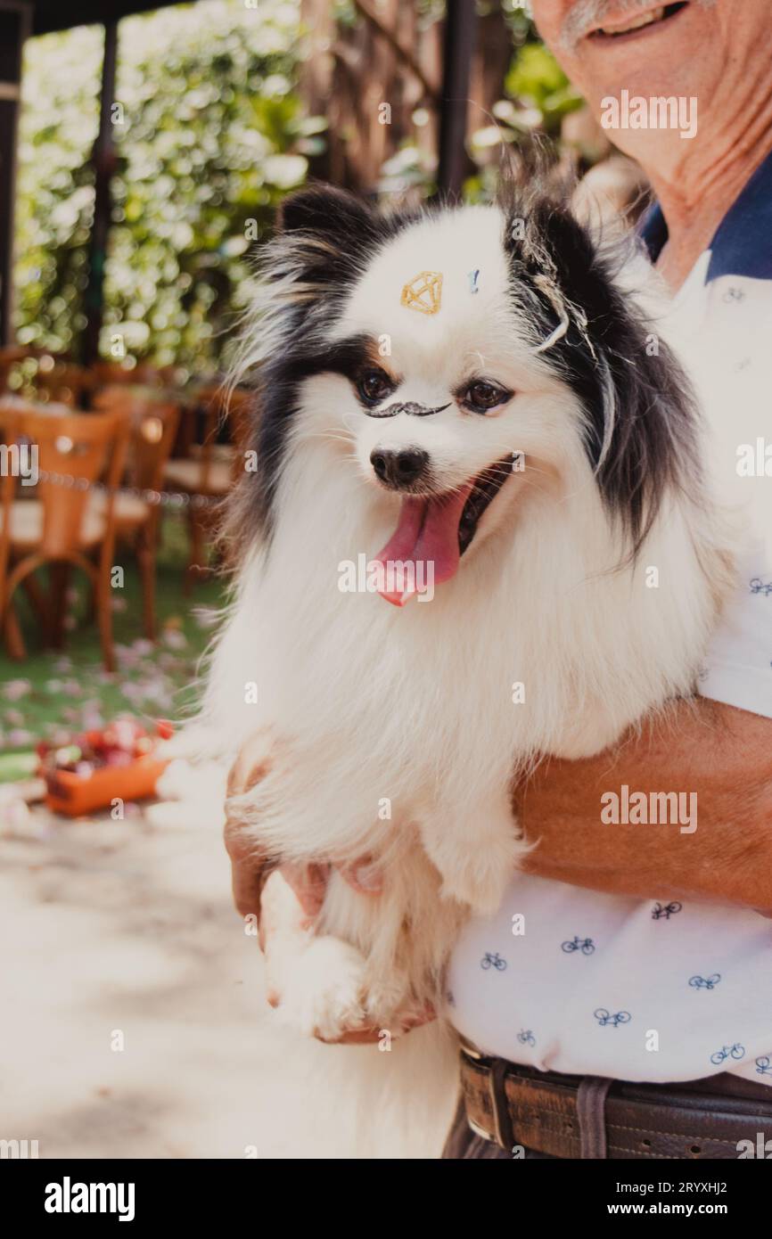 beautiful white fluffy dog with mustache Stock Photo - Alamy