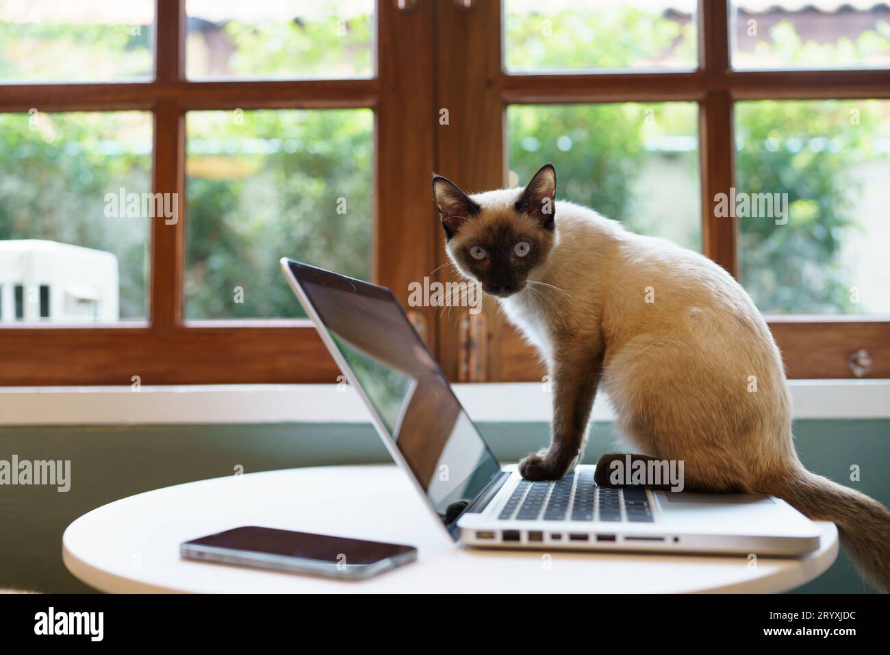 Animals cat acting like a human. Cat working at Laptop computer Stock ...