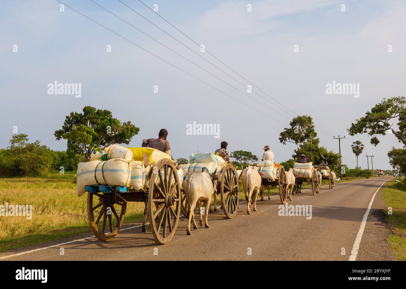 Animal powered vehicle hi-res stock photography and images - Alamy