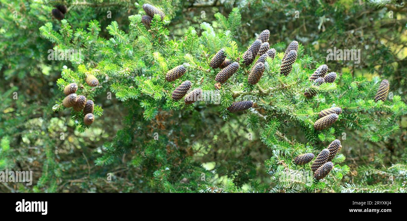 Beautiful Green Fruit of the evergreeen cedar Stock Photo - Alamy