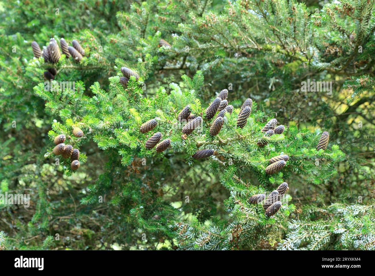 Woodland view of the evergreeen cedar Stock Photo - Alamy