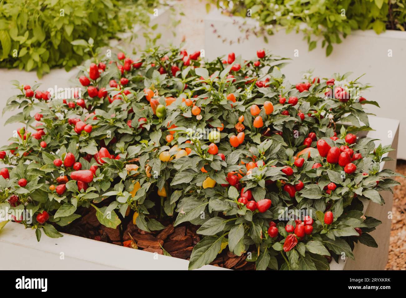 Yellow chilli cultivation hi-res stock photography and images - Alamy