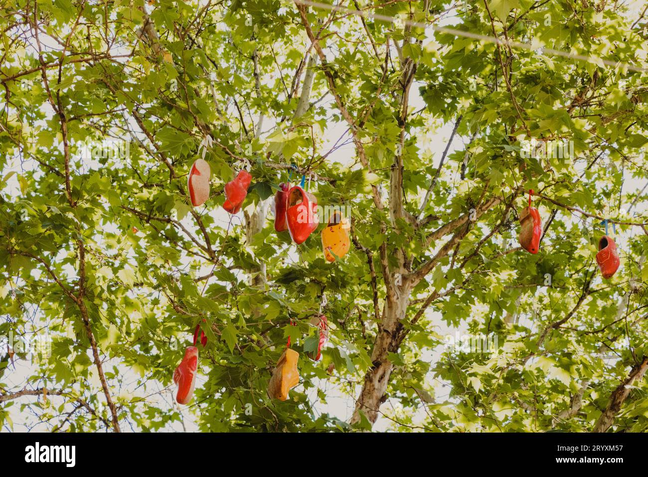 colorful clogs hanging from trees Stock Photo - Alamy