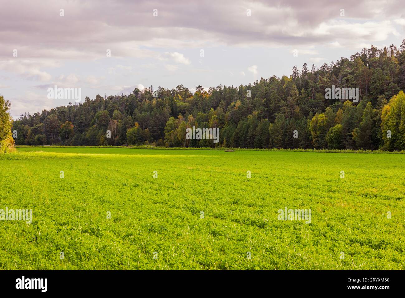Beautiful nature landscape view. Yellow-green grass field bordered with ...