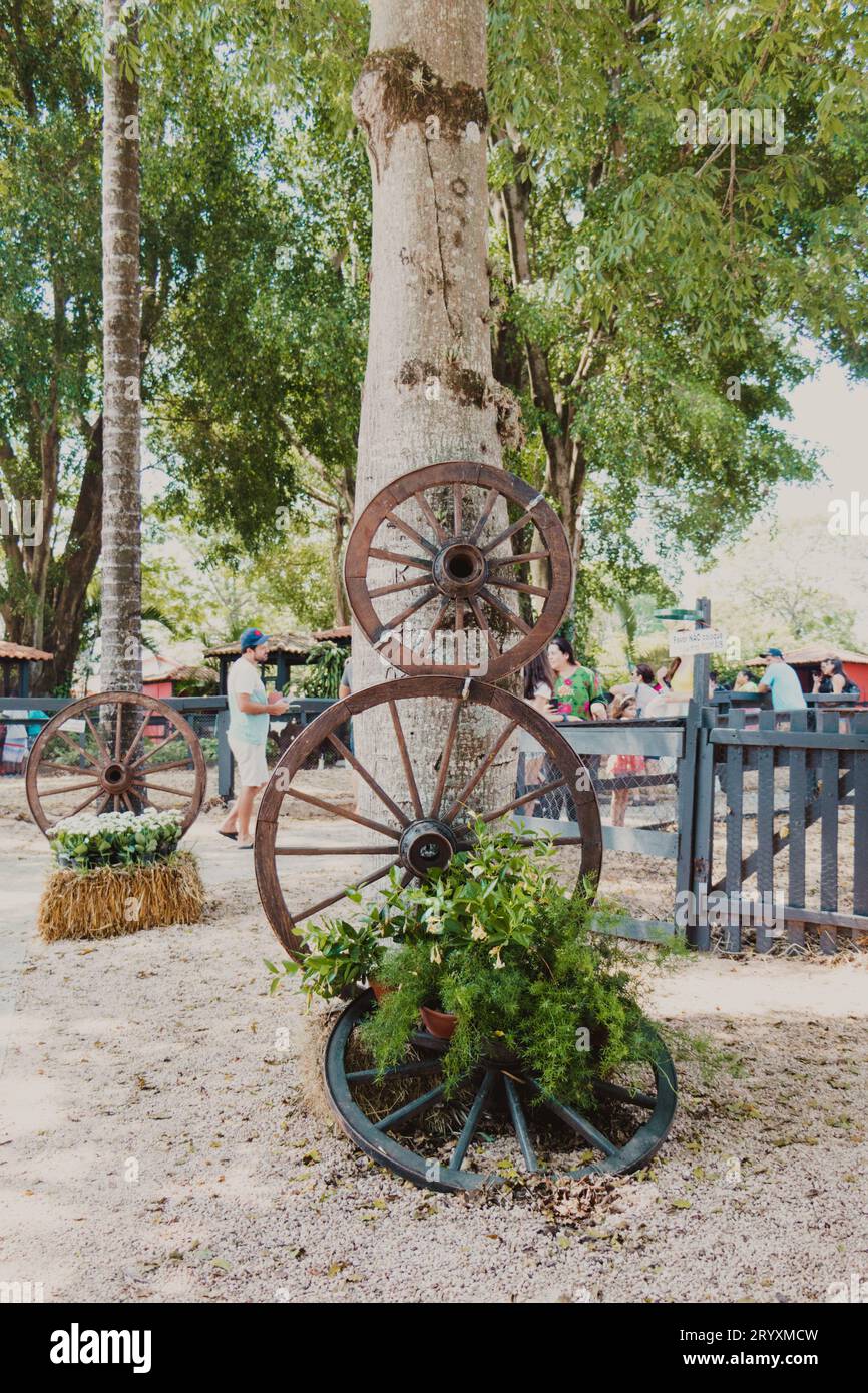 rustic decoration of carriage wheels on the tree Stock Photo - Alamy