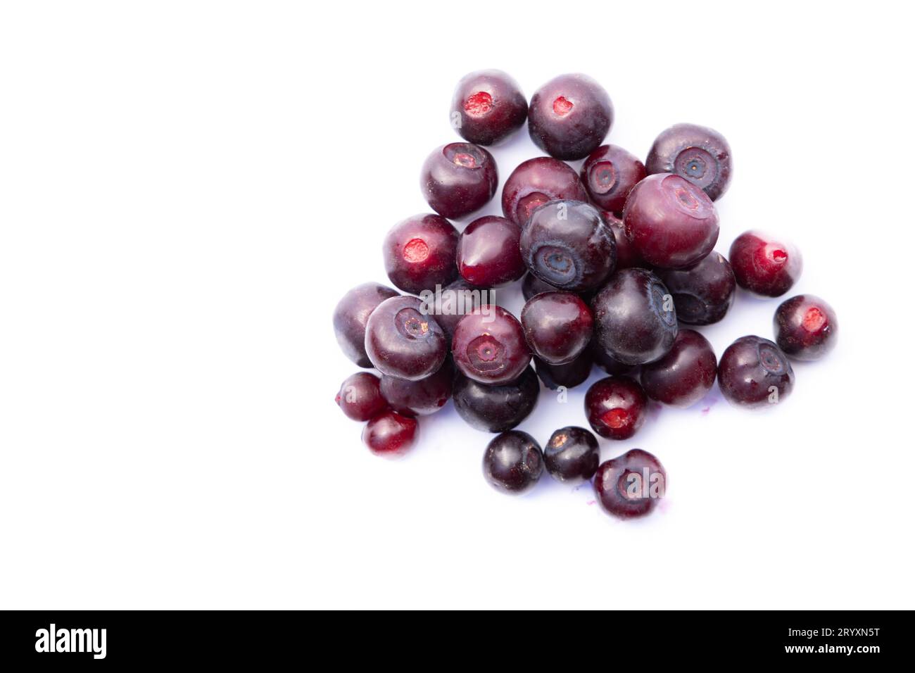 Montana huckleberry Cut Out Stock Images & Pictures - Alamy
