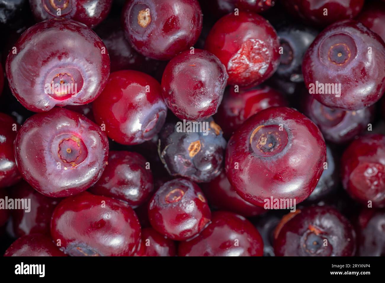 close up of a heap of freshly picked huckleberries as a background ...