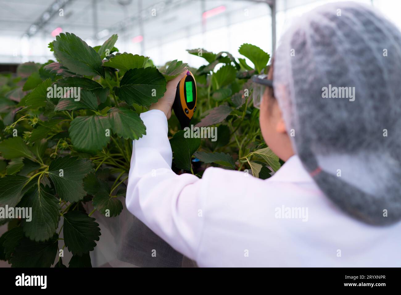 Little girl scientist with science class strawberry nutrient production ...
