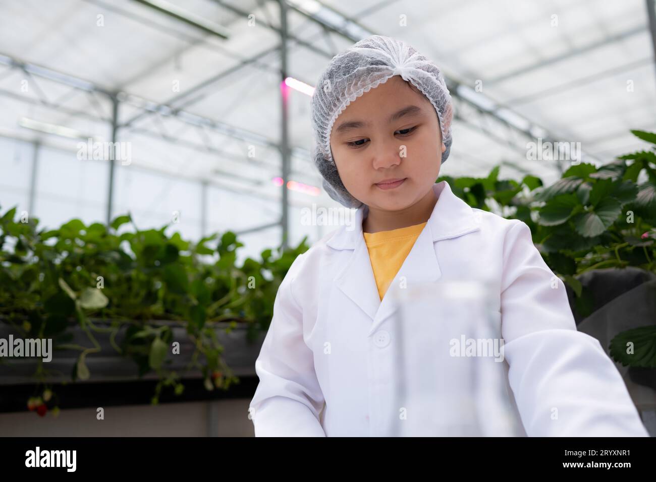 In the closed strawberry garden, a young scientist conducts a ...