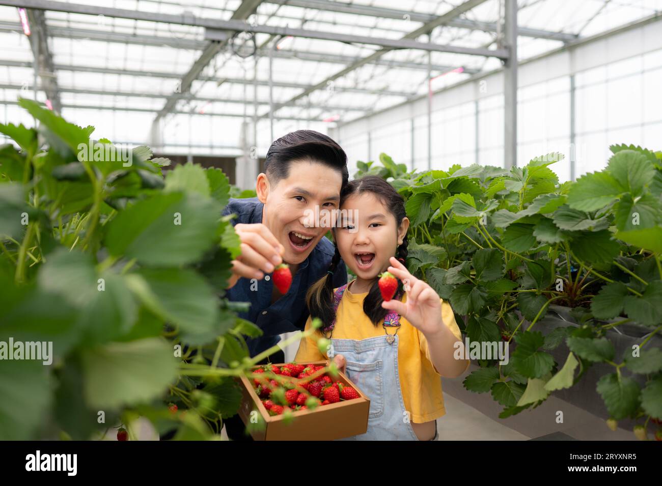 A father and daughter visit an organic strawberry garden on a closed ...