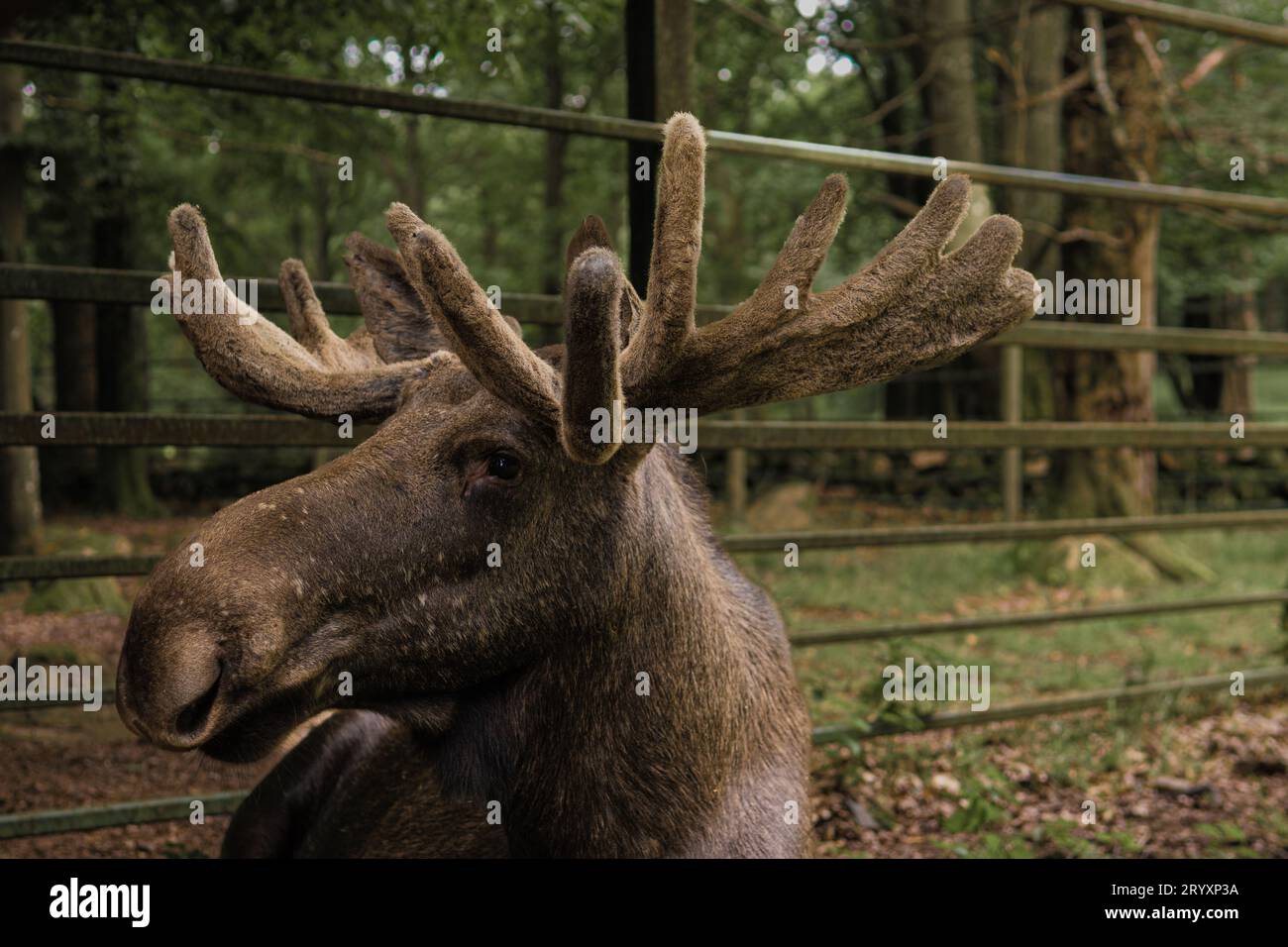 close-up photo of a moose. green nature and forest background. moose ...