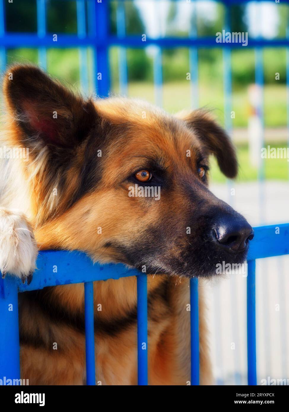 Sad dog looks out of enclosure. Large guard dog sits in cage and looks ...