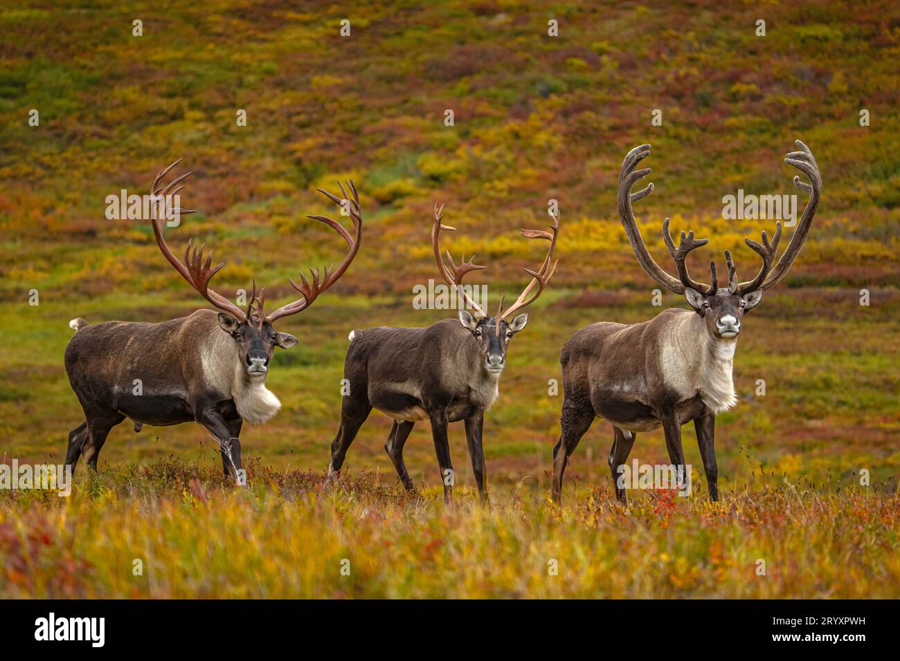 Alaska trophy caribou hi-res stock photography and images - Alamy