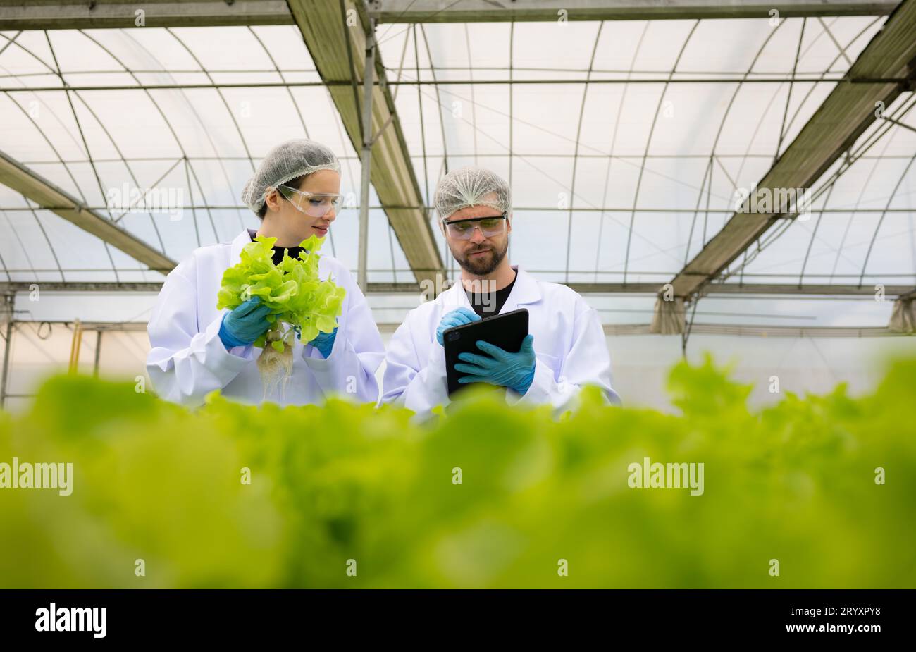 Scientists are conducting research and development on the cultivation ...