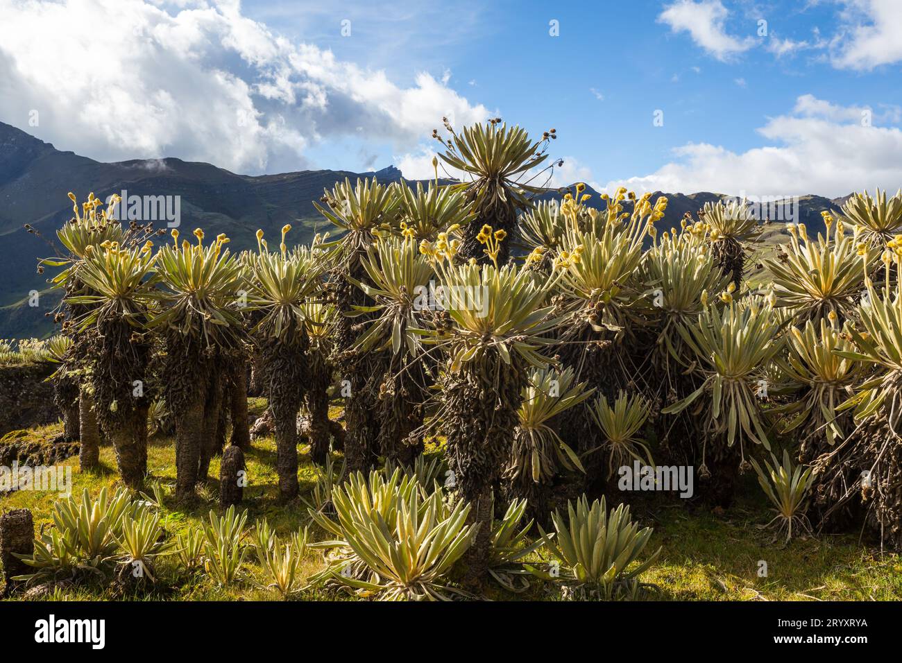 Plants in Colombia Stock Photo - Alamy