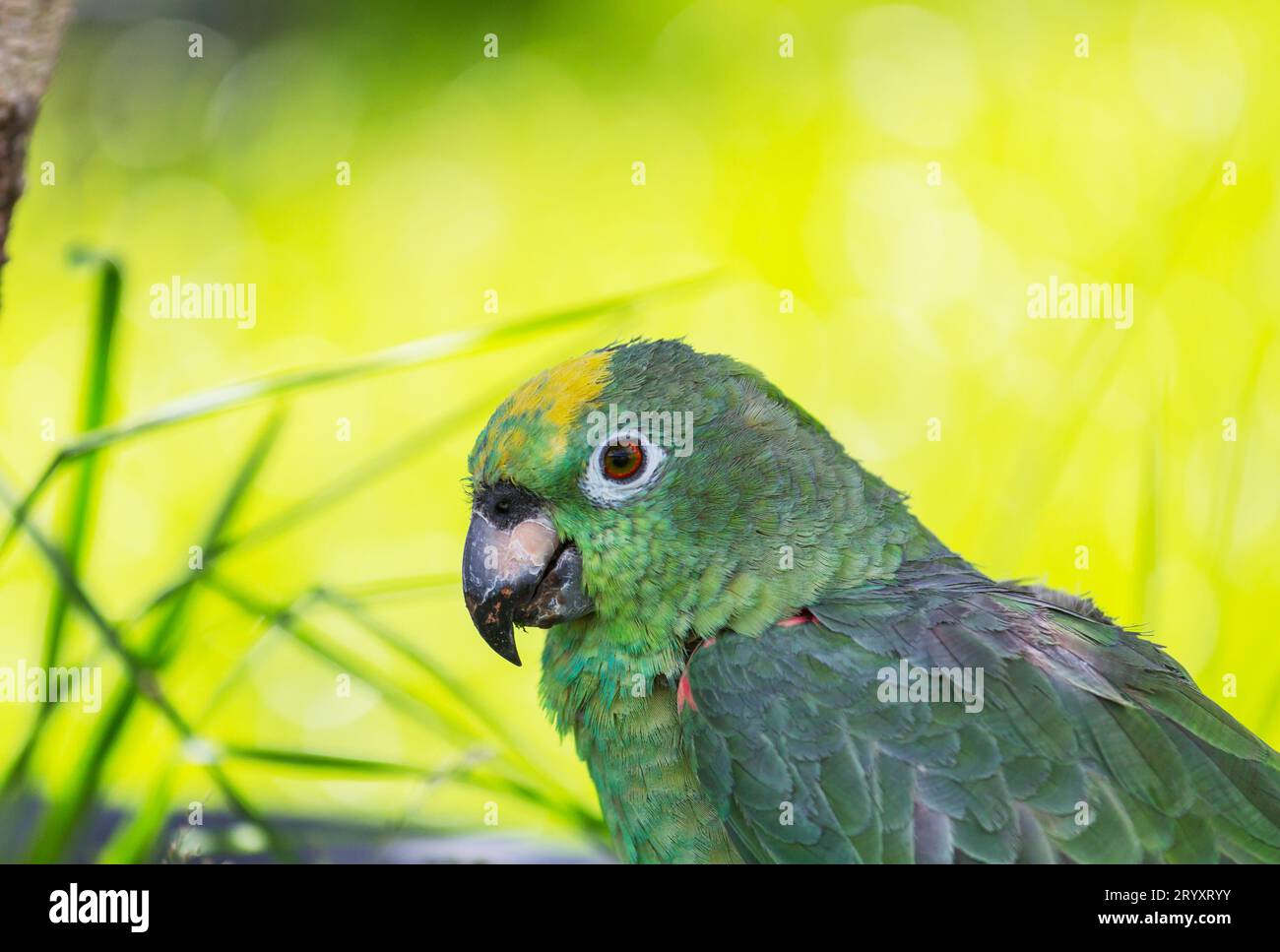 Exotic parakeet hi-res stock photography and images - Alamy