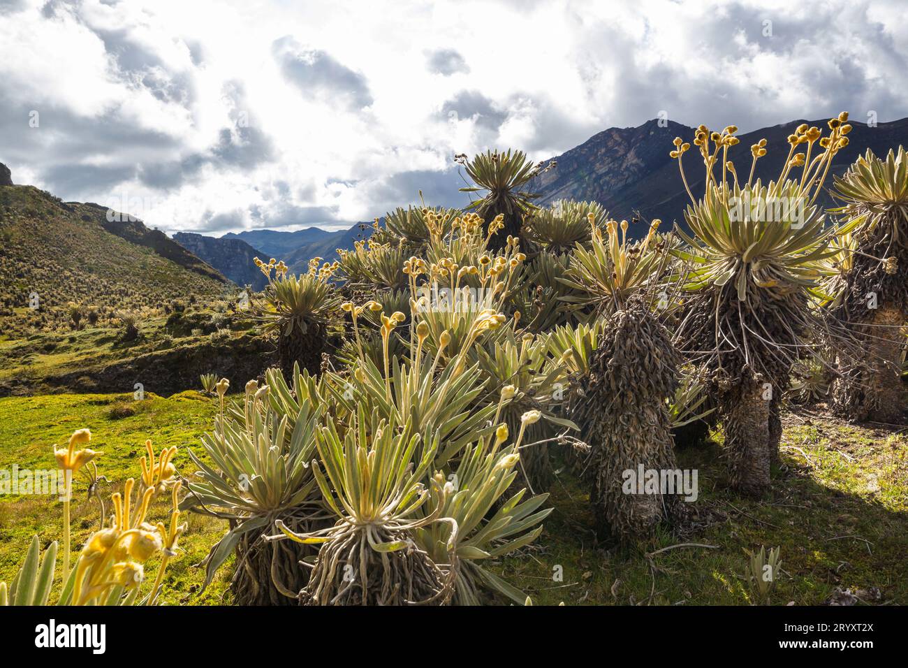 Plants in Colombia Stock Photo - Alamy