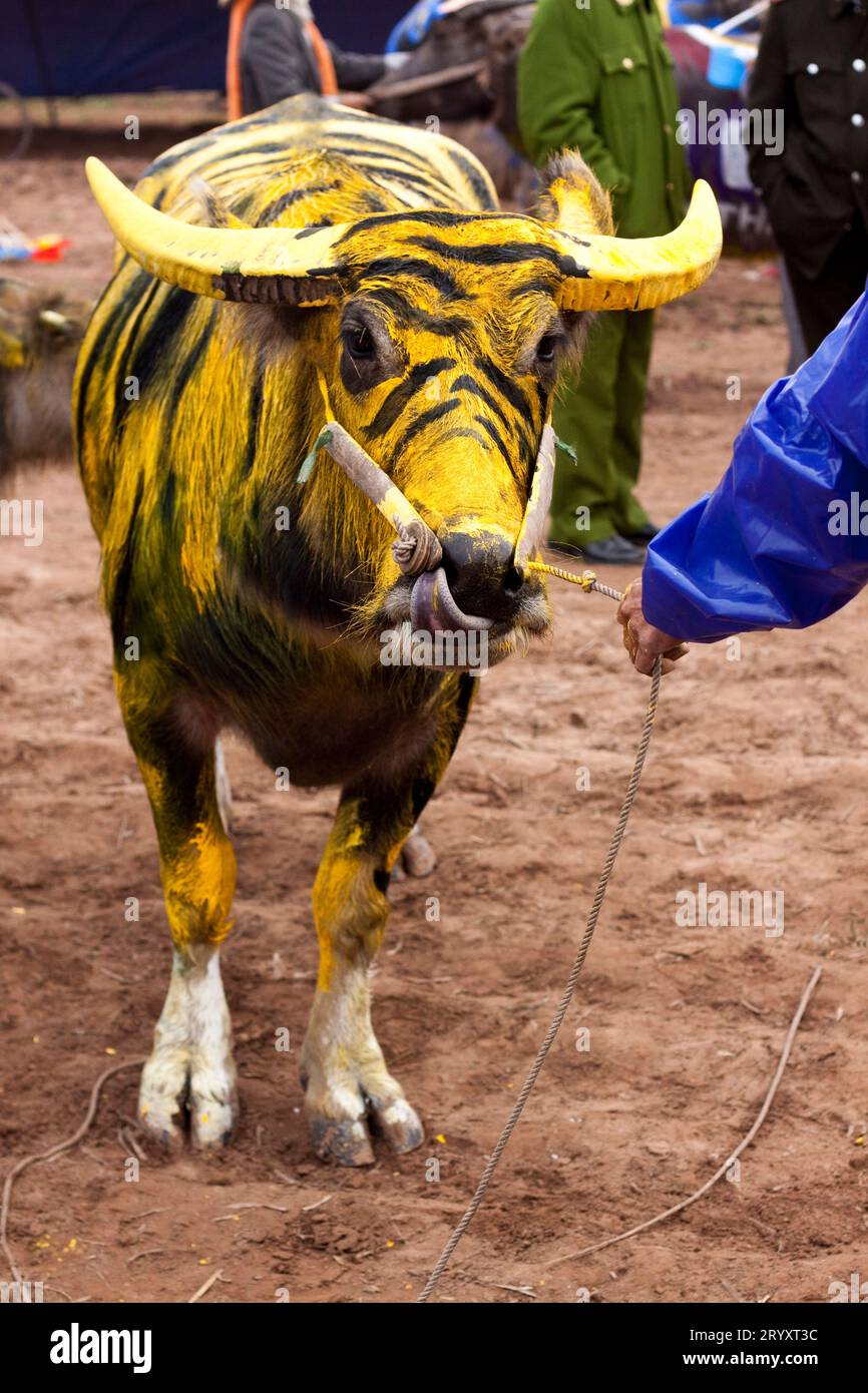 A painted buffalo at the Buffalo Painting Festival near Phu Ly, Vietnam ...