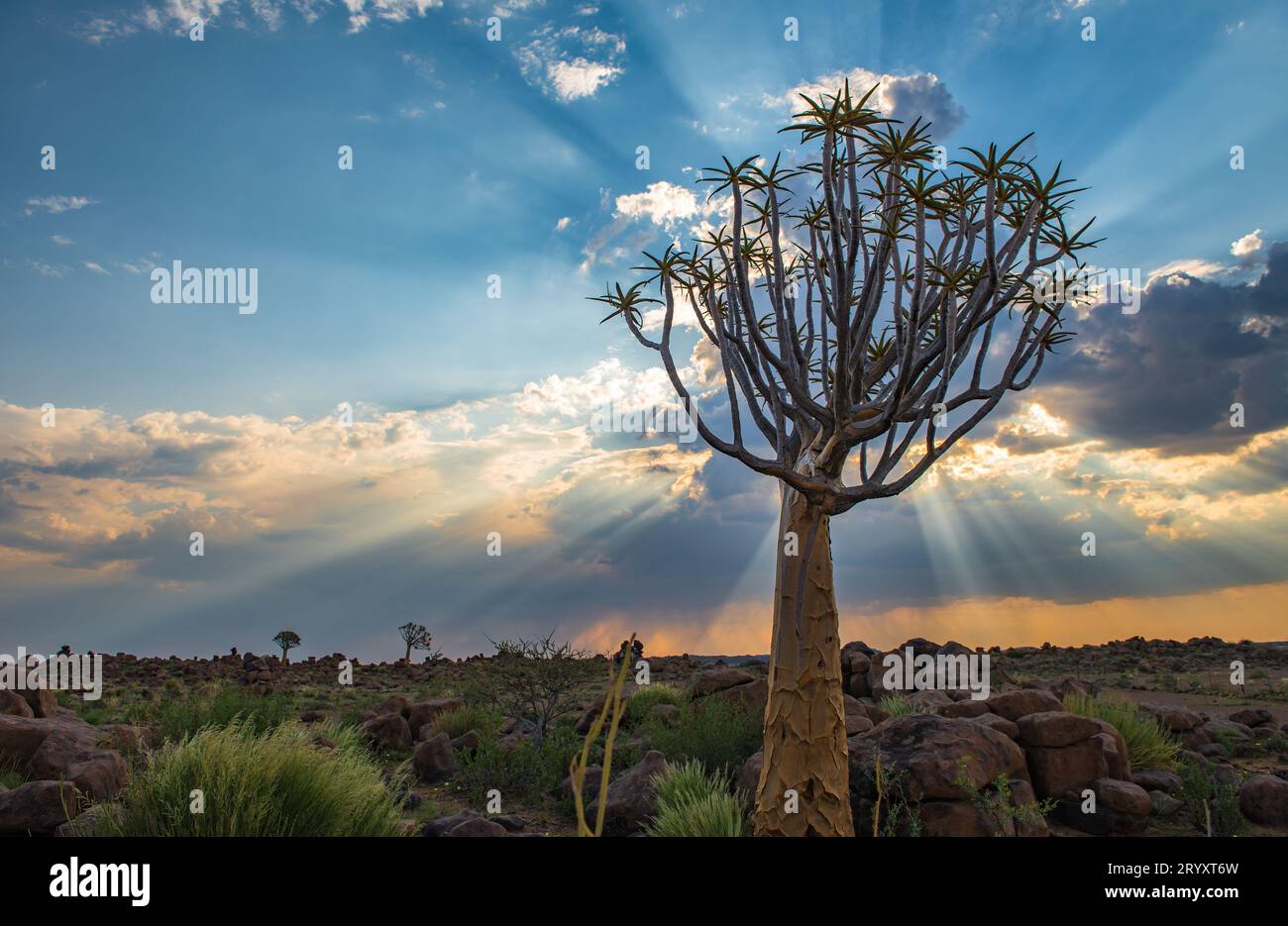 The quiver tree, or aloe dichotoma, Keetmanshoop, Namibia Stock Photo ...