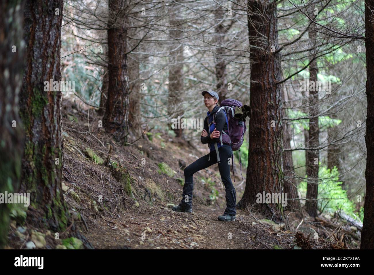 A female tramper carrying a large pack observes in a stand of pine ...