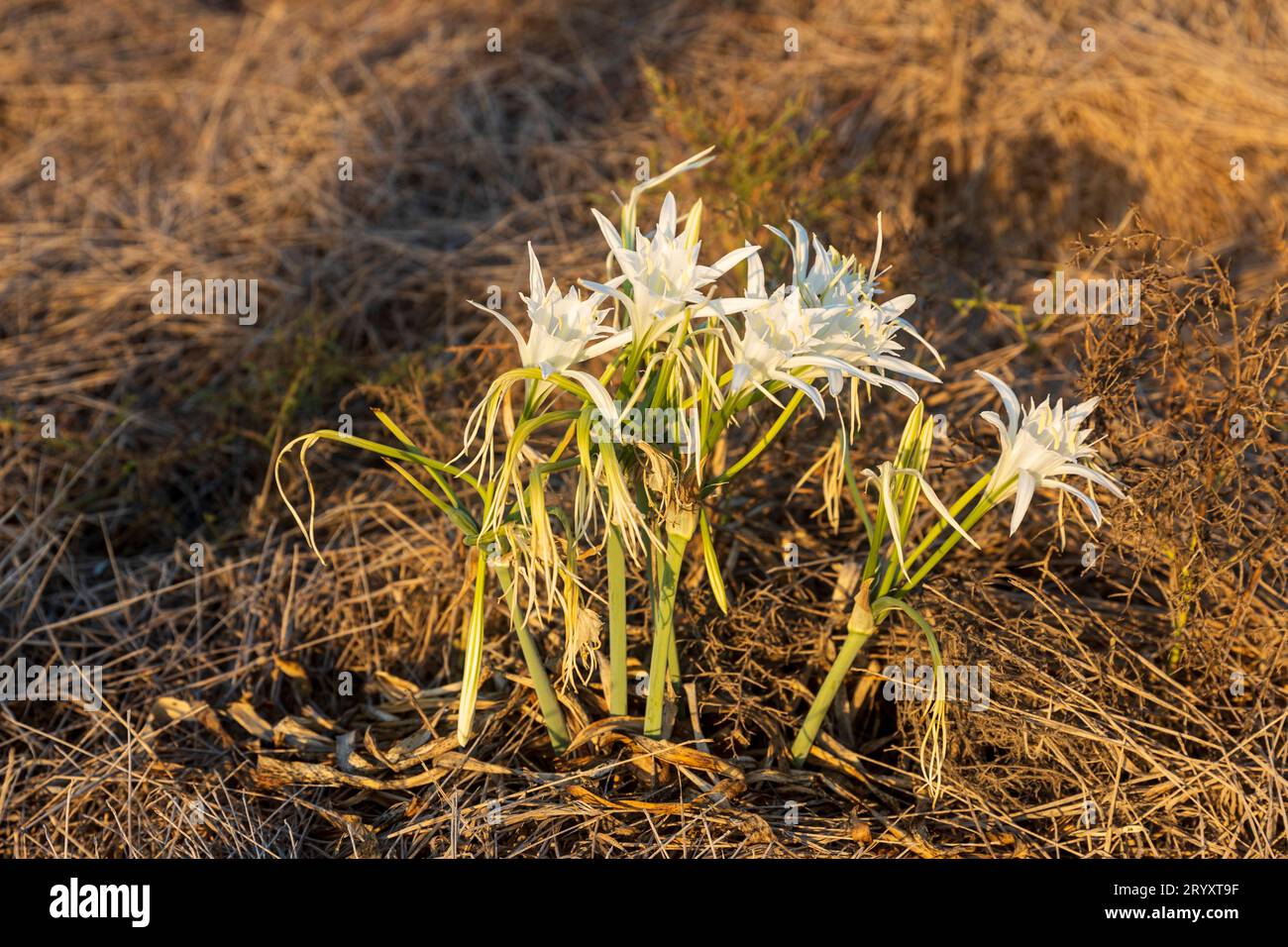 Pancratium maritimum, or sea daffodil, is a species of bulbous plant ...