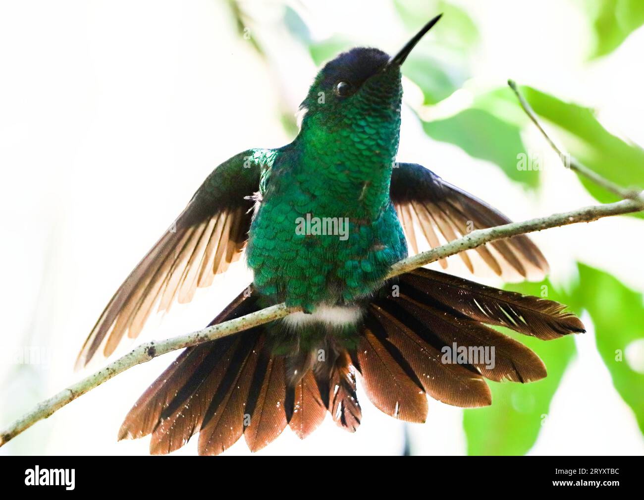 Brazilian atlantic forest hi-res stock photography and images - Alamy