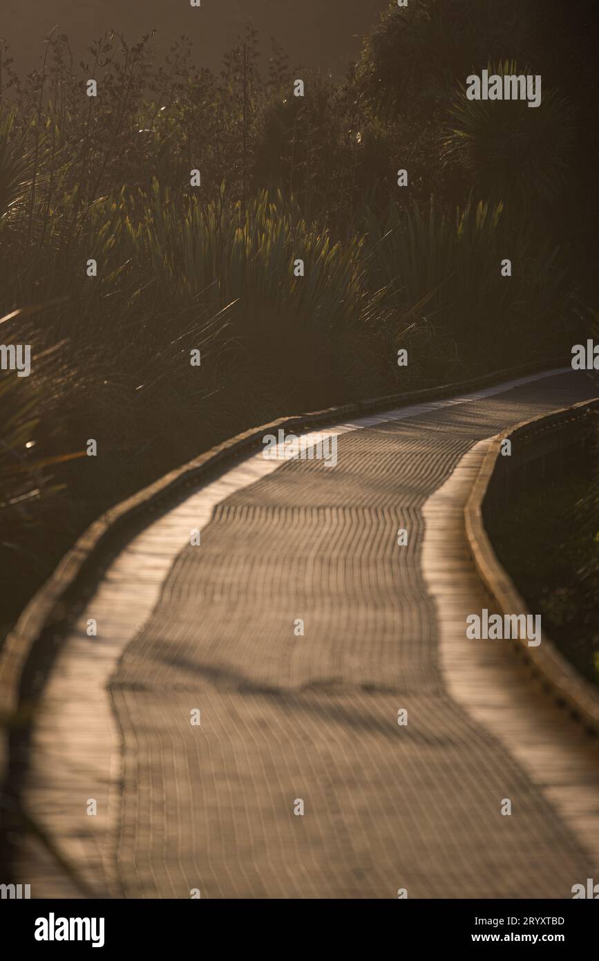 In soft backlight a wooden boardwalk leads in a curve past flax plants ...