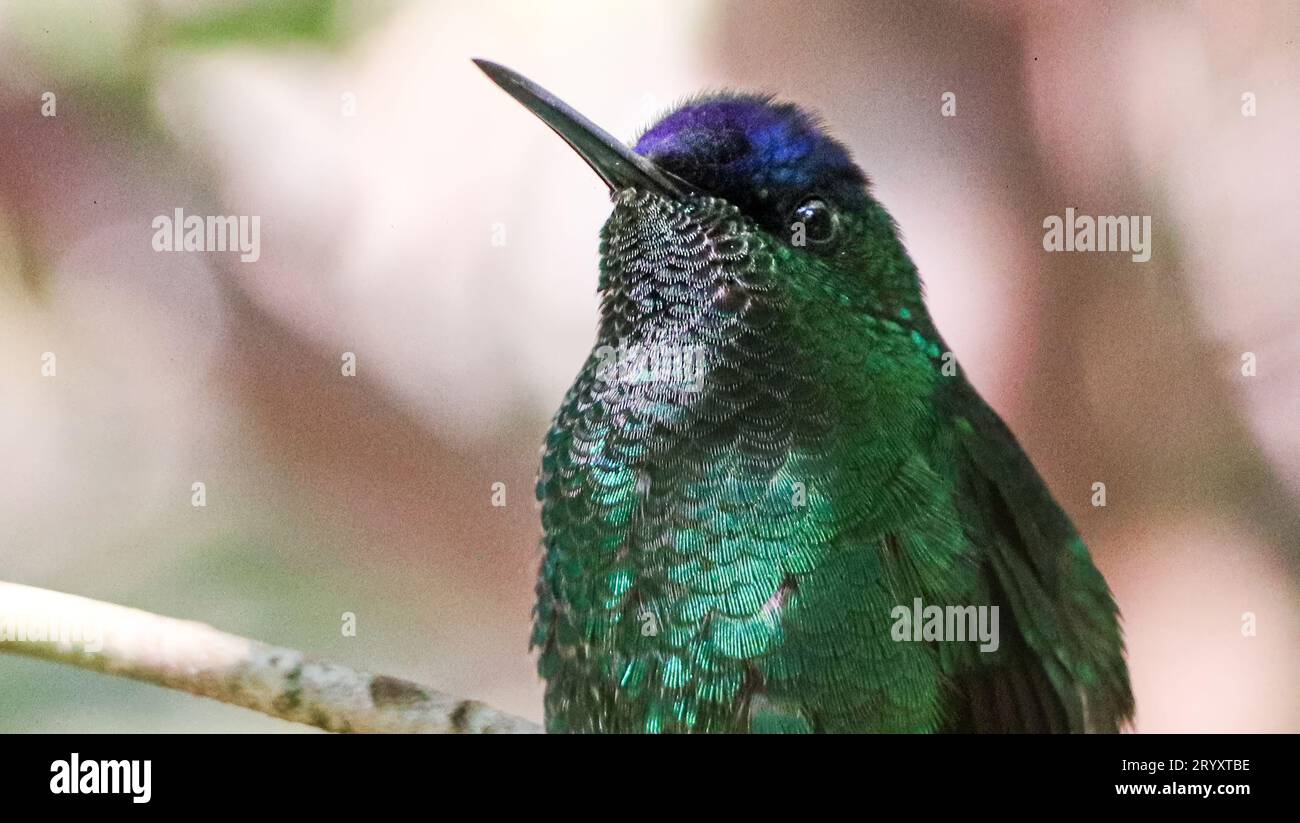 Brazilian atlantic forest hi-res stock photography and images - Alamy