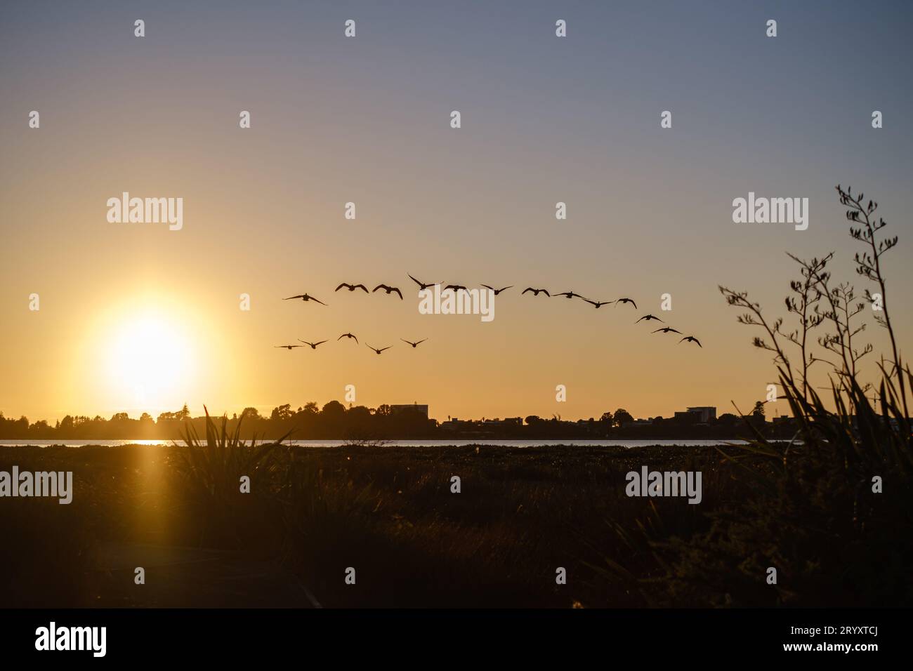 A flock formation of Canada Geese Branta canadensis fly over the ...