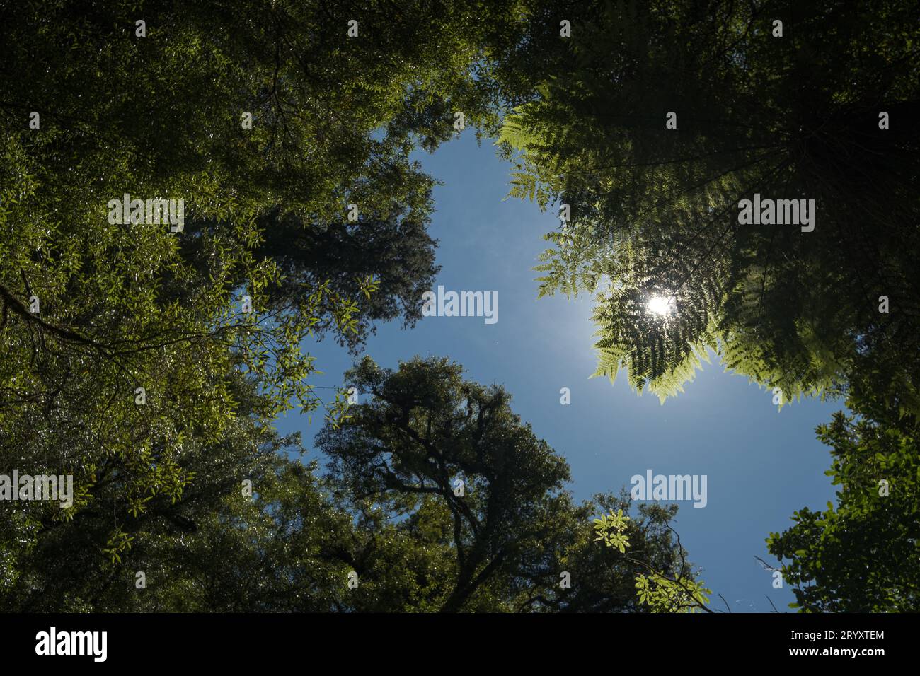 Canopy conservation hi-res stock photography and images - Alamy