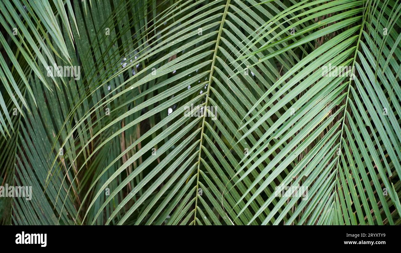 Leaves of the juçara palm, a palm tree from the Atlantic forest Stock ...