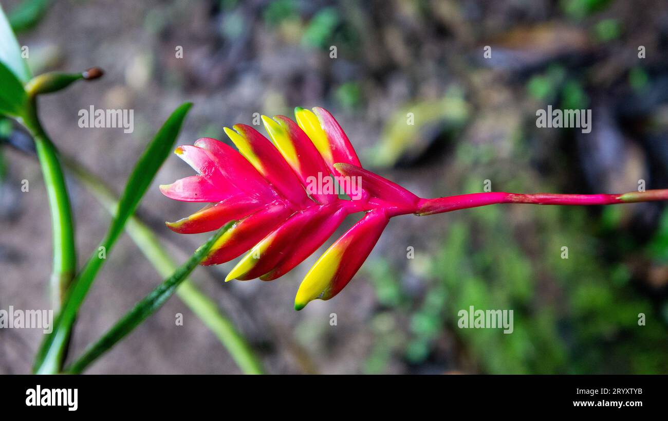 Red bromeliad in forest hi-res stock photography and images - Alamy