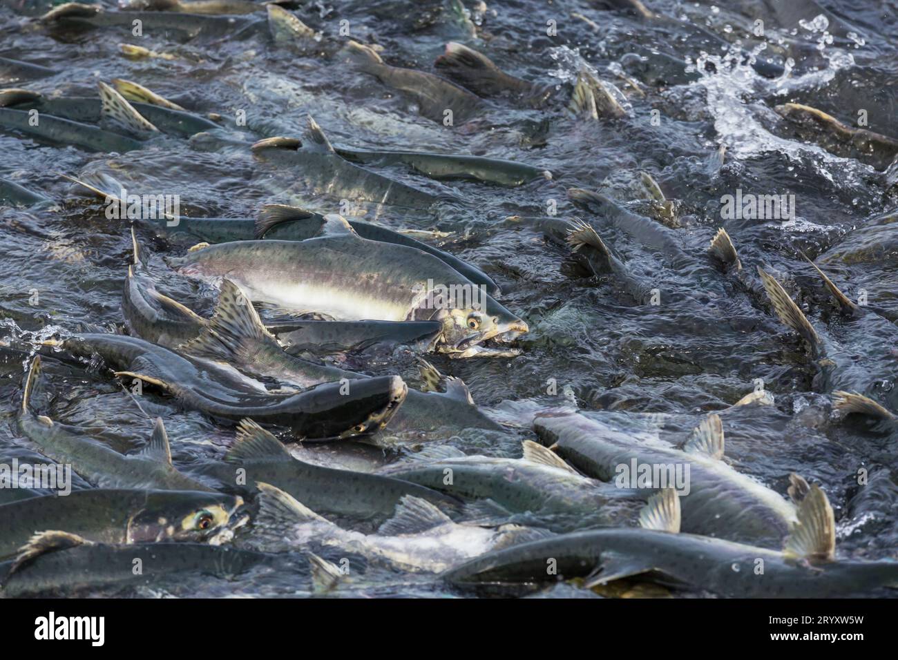 Spawning salmon underwater view hi-res stock photography and images - Alamy
