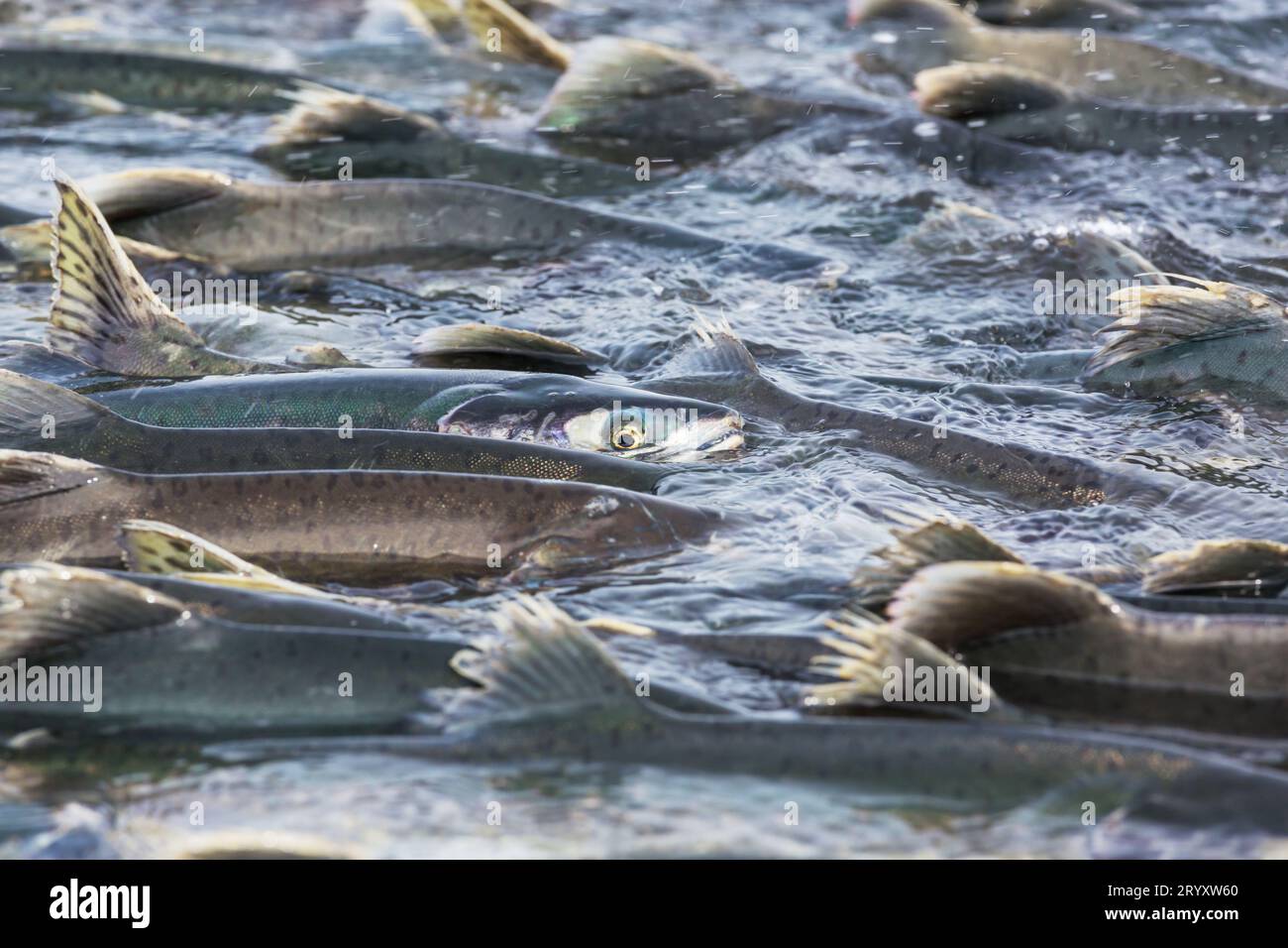 Silver salmon swimming hi-res stock photography and images - Alamy