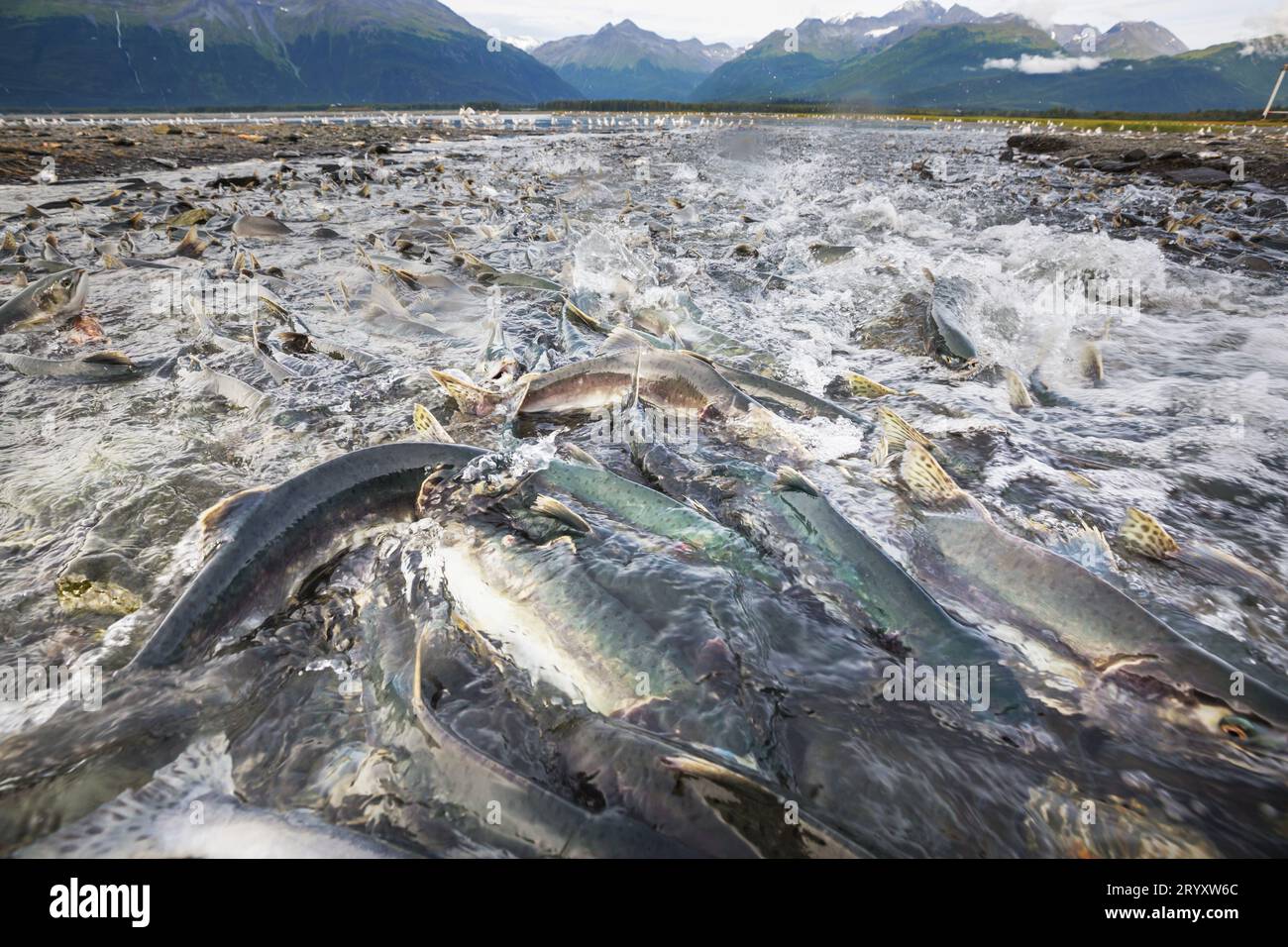 Silver salmon swimming hi-res stock photography and images - Alamy