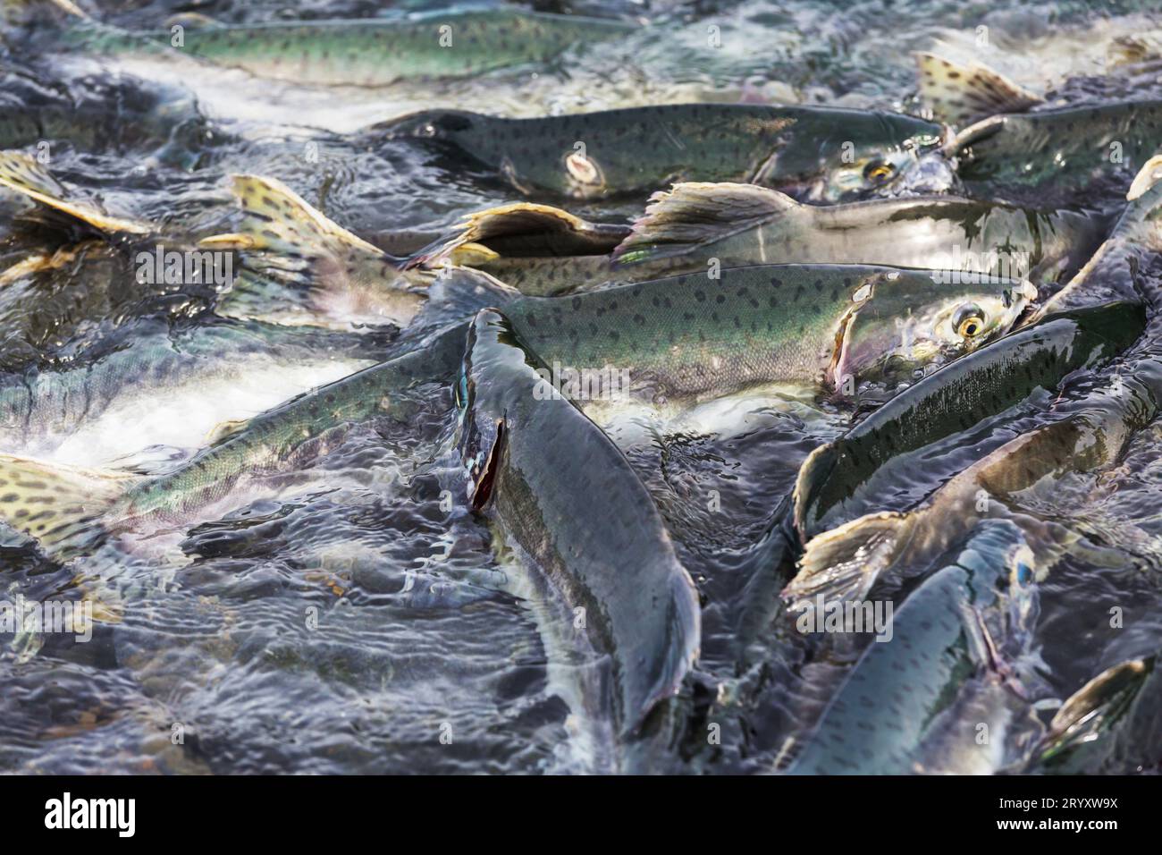 Silver salmon swimming hi-res stock photography and images - Alamy