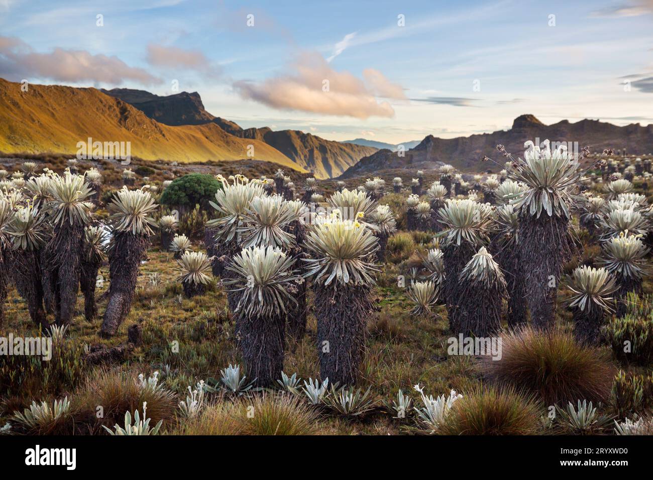 Plants in Colombia Stock Photo - Alamy