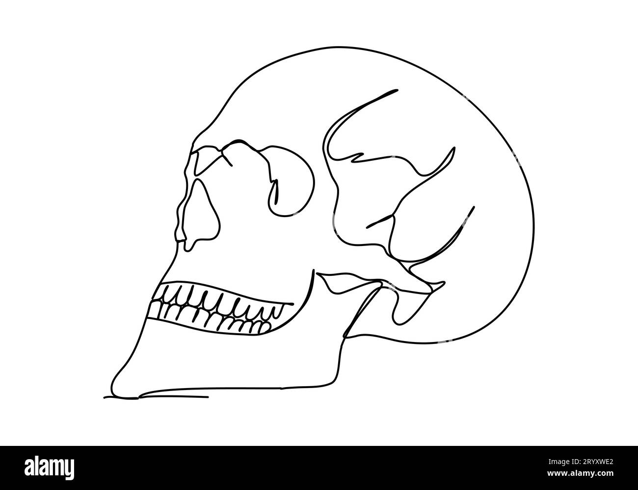 Continuous line drawing skull Cut Out Stock Images & Pictures - Alamy