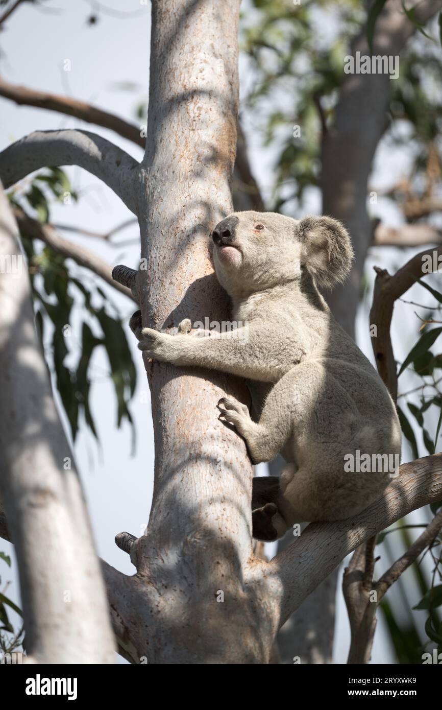 An iconic symbol of Australia, a large male Koala on Magnetic Island in ...