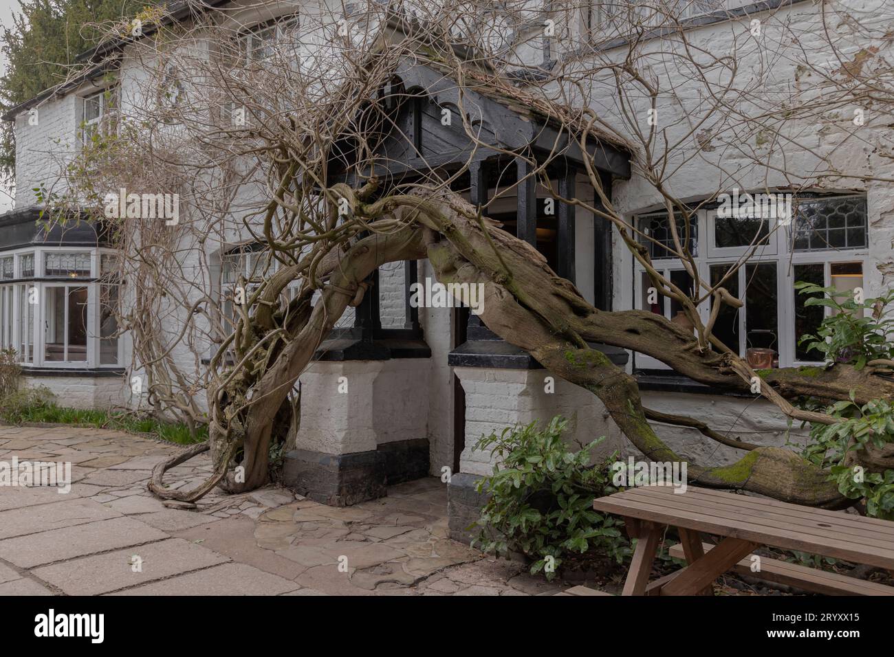 Tree growing through roof hi-res stock photography and images - Alamy